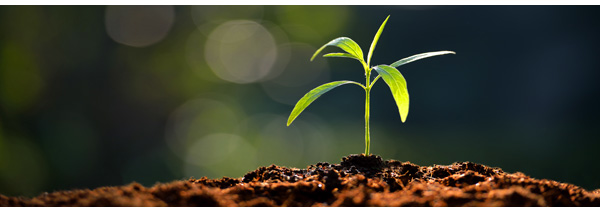 Soil, Seed and Sower - Bible Connection